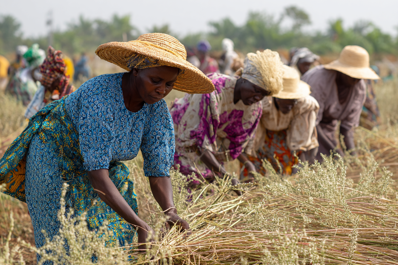 Beyond Maize: Why Crop Diversification is Critical for Northern Ghana ...